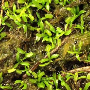 Monstera deliciosa - Swiss Cheese Plant - Seeds - Sunnyplants.com