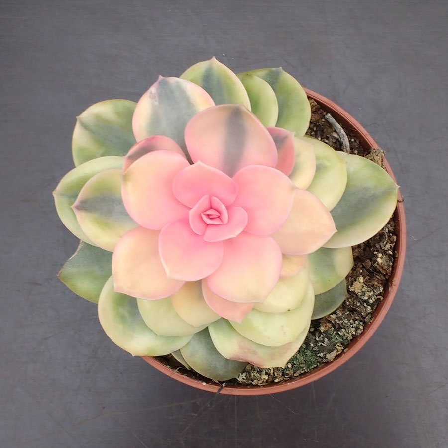Plants - Sunnyplants.com