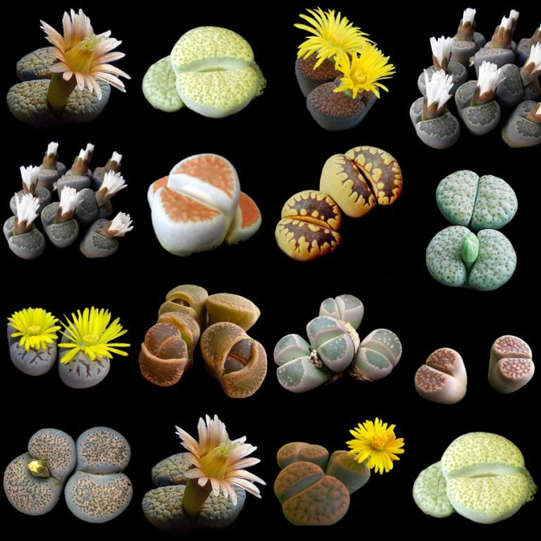 Lithops Collection - Living Stones - Sunnyplants.com