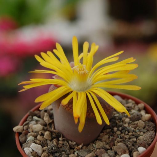 Lithops Collection - Living Stones - Sunnyplants.com