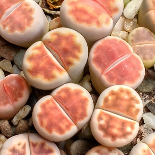 Lithops Mixed Seeds - Living Stones - Seeds - Sunnyplants.com