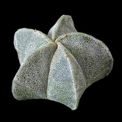 Astrophytum Mixed Seeds - Sunnyplants.com