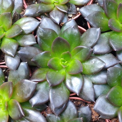 Echeveria pulvinata Ruby Blush - Cuttings - Sunnyplants.com