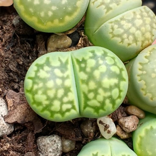 Lithops Collection - Living Stones - Sunnyplants.com