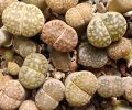 Lithops localis (terricolor) - Living Stones - Plants - Sunnyplants.com