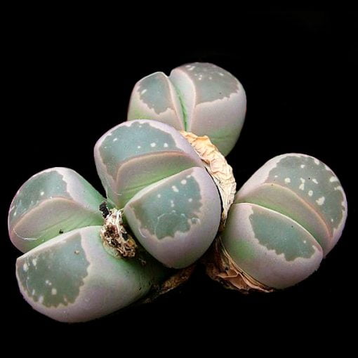Lithops Collection - Living Stones - Sunnyplants.com