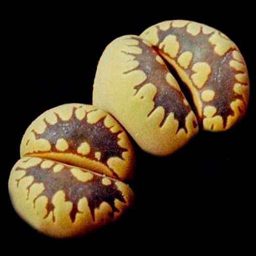 Lithops Collection - Living Stones - Sunnyplants.com