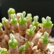 Mesembs Mixed Seeds - Living Stones - Seeds - Sunnyplants.com
