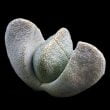 Mesembs Mixed Seeds - Living Stones - Seeds - Sunnyplants.com