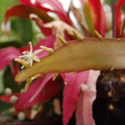 Pseudorhipsalis ramulosa Red Coral - Cuttings - Sunnyplants.com