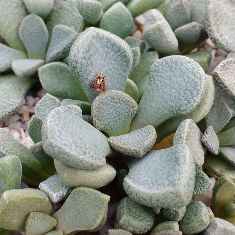 Aloinopsis peersii - Living Stones - Plants - Sunnyplants.com