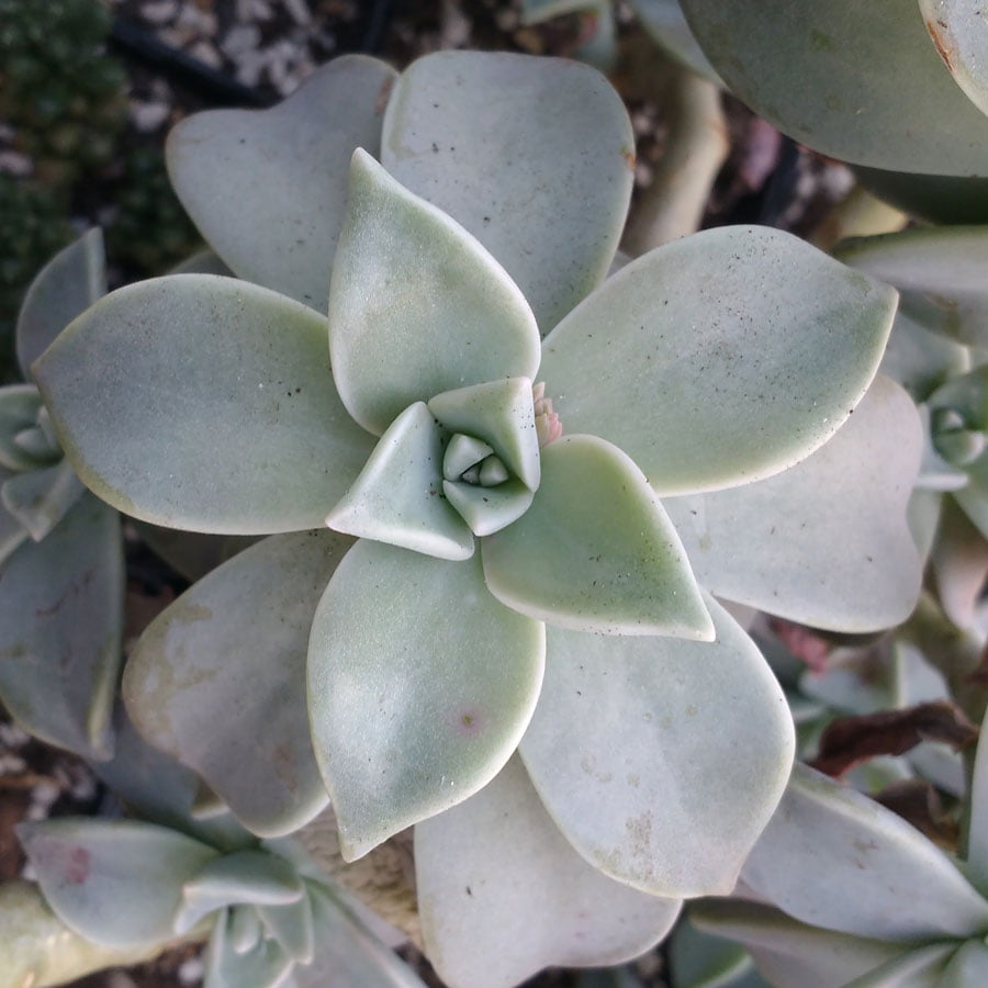 Graptopetalum paraguayense - Cuttings - Sunnyplants.com