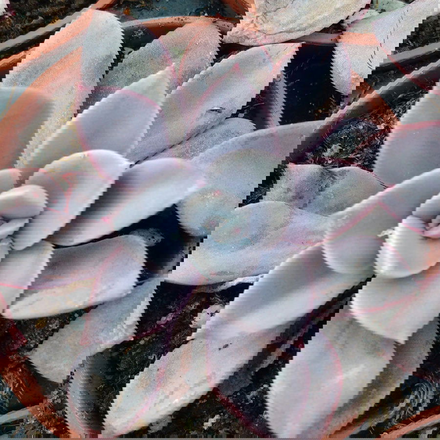 Graptoveria Debbie - Cuttings - Sunnyplants.com