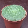 Aeonium Mixed Seeds - Sunnyplants.com