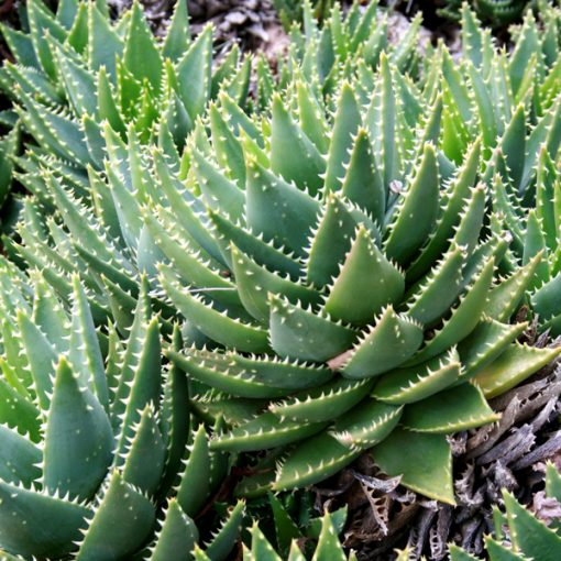 Aloe Mixed Seeds - Sunnyplants.com