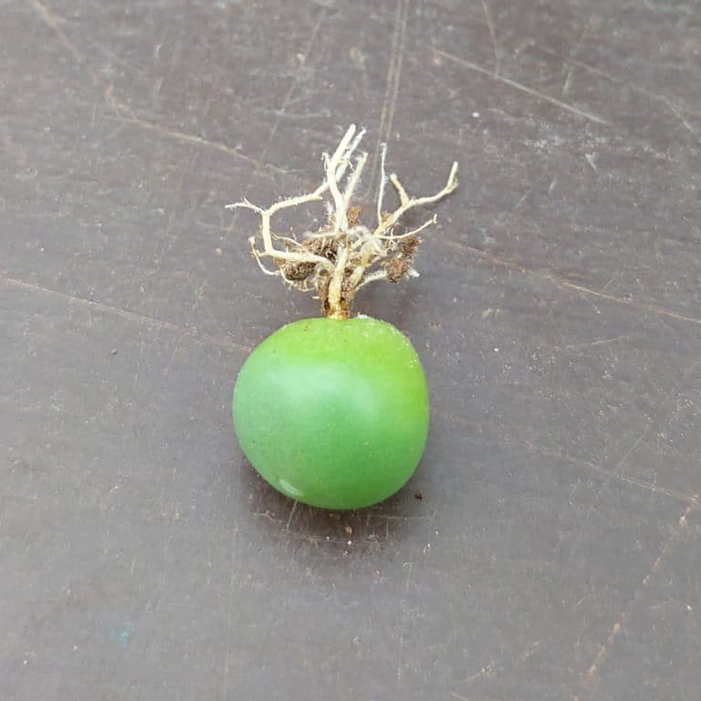 Conophytum calculus Plants and other Small Succulents for Sale