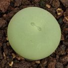 Conophytum calculus Plants and other Small Succulents for Sale