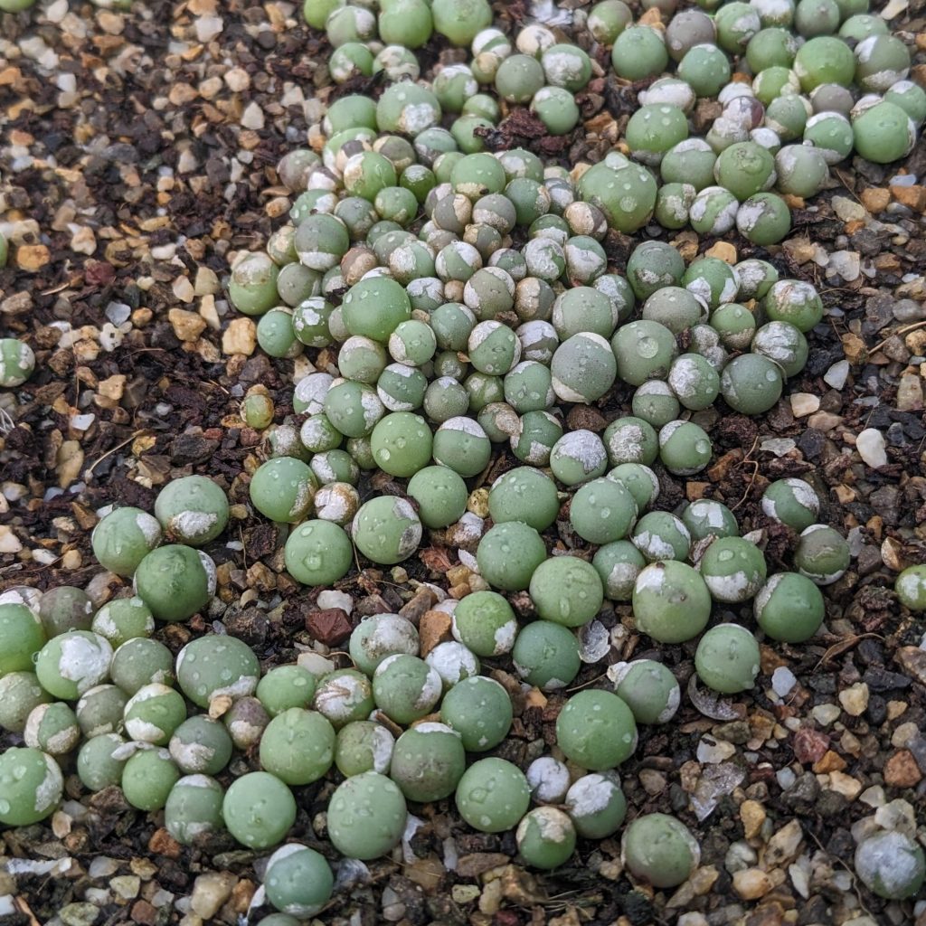 Conophytum calculus Plants and other Small Succulents for Sale