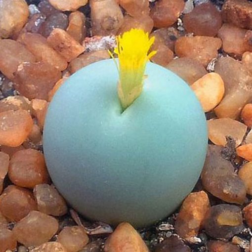 Conophytum calculus Plants and other Small Succulents for Sale
