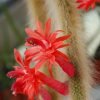 Graptopetalum bellum - Seeds - Sunnyplants.com