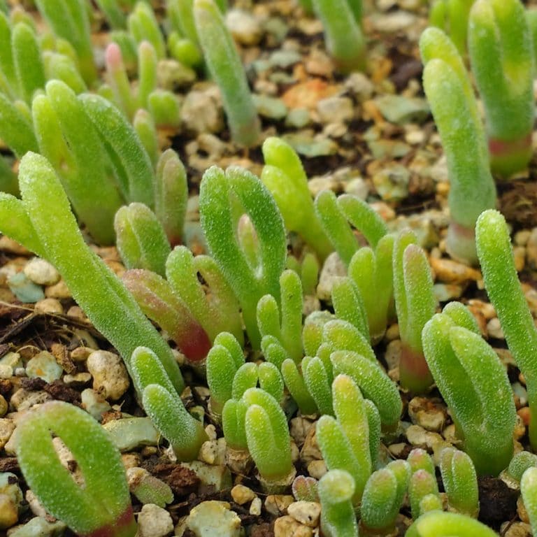 Monilaria moniliformis - Bunny Ear Succulent - Plants - Sunnyplants.com