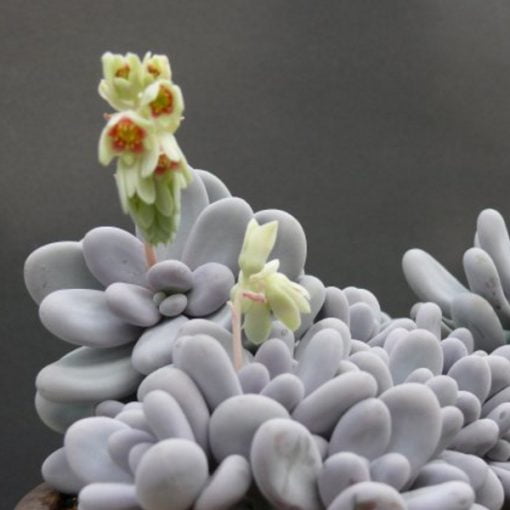 Pachyphytum oviferum - Moonstone - Cuttings - Sunnyplants.com