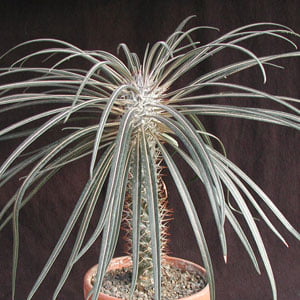 Pachypodium Seeds - Sunnyplants.com
