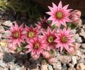 Sempervivum arachnoideum Miniature - Hens & Chicks - Cuttings ...