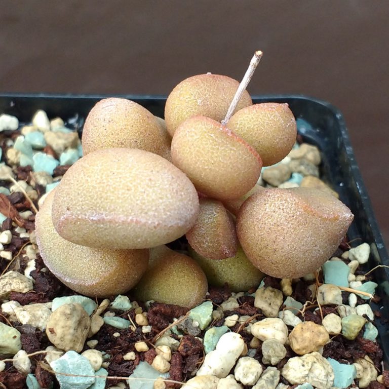 Adromischus marianiae Little Spheroid - Cuttings - Sunnyplants.com