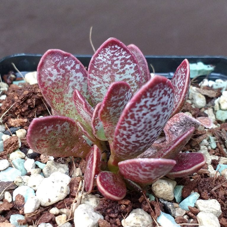 Adromischus trigynus Calico Hearts - Cuttings - Sunnyplants.com