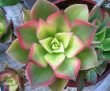 Aeonium Mixed Seeds - Sunnyplants.com