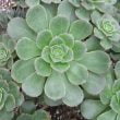Aeonium Mixed Seeds - Sunnyplants.com