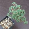 Aeonium Mixed Seeds - Sunnyplants.com