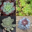Aeonium Mixed Seeds - Sunnyplants.com