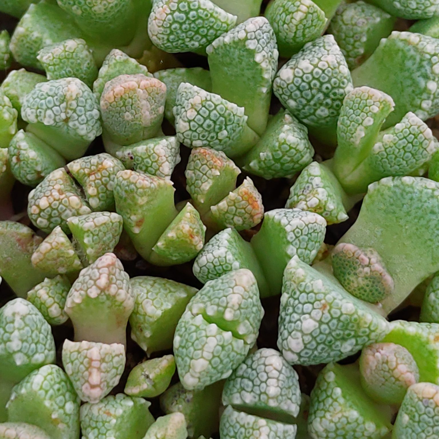 Aloinopsis lodewykii - Living Stones - Plants - Sunnyplants.com