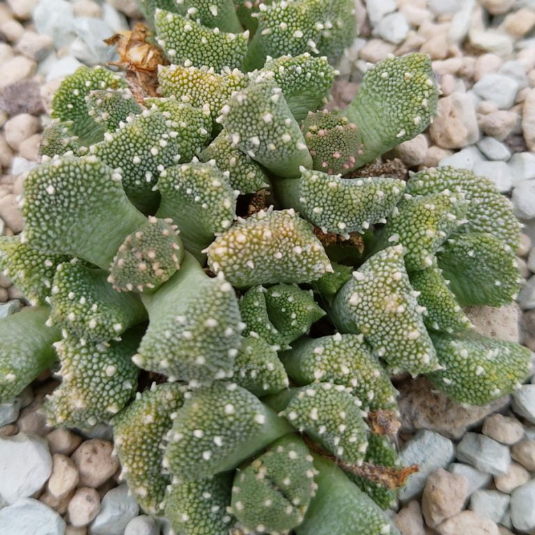 Aloinopsis schooneesii - Living Stones - Seeds - Sunnyplants.com