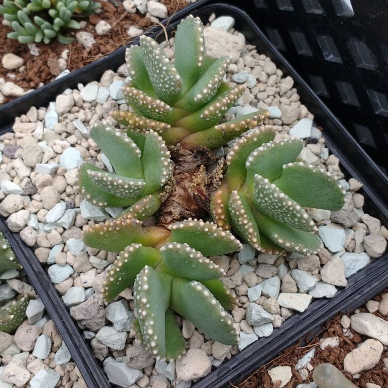 Aloinopsis setifera - Living Stones - Plants - Sunnyplants.com