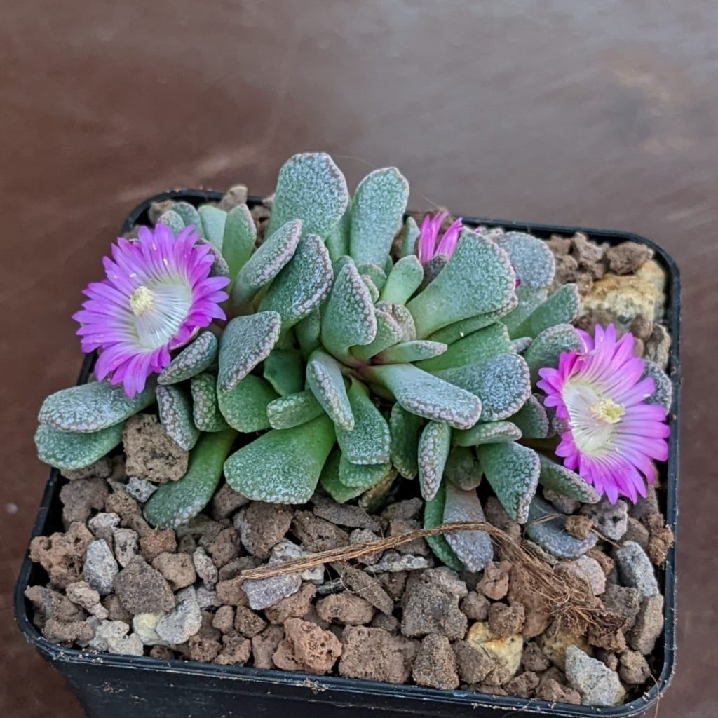 Aloinopsis spathulata - Living Stones - Plants - Sunnyplants.com