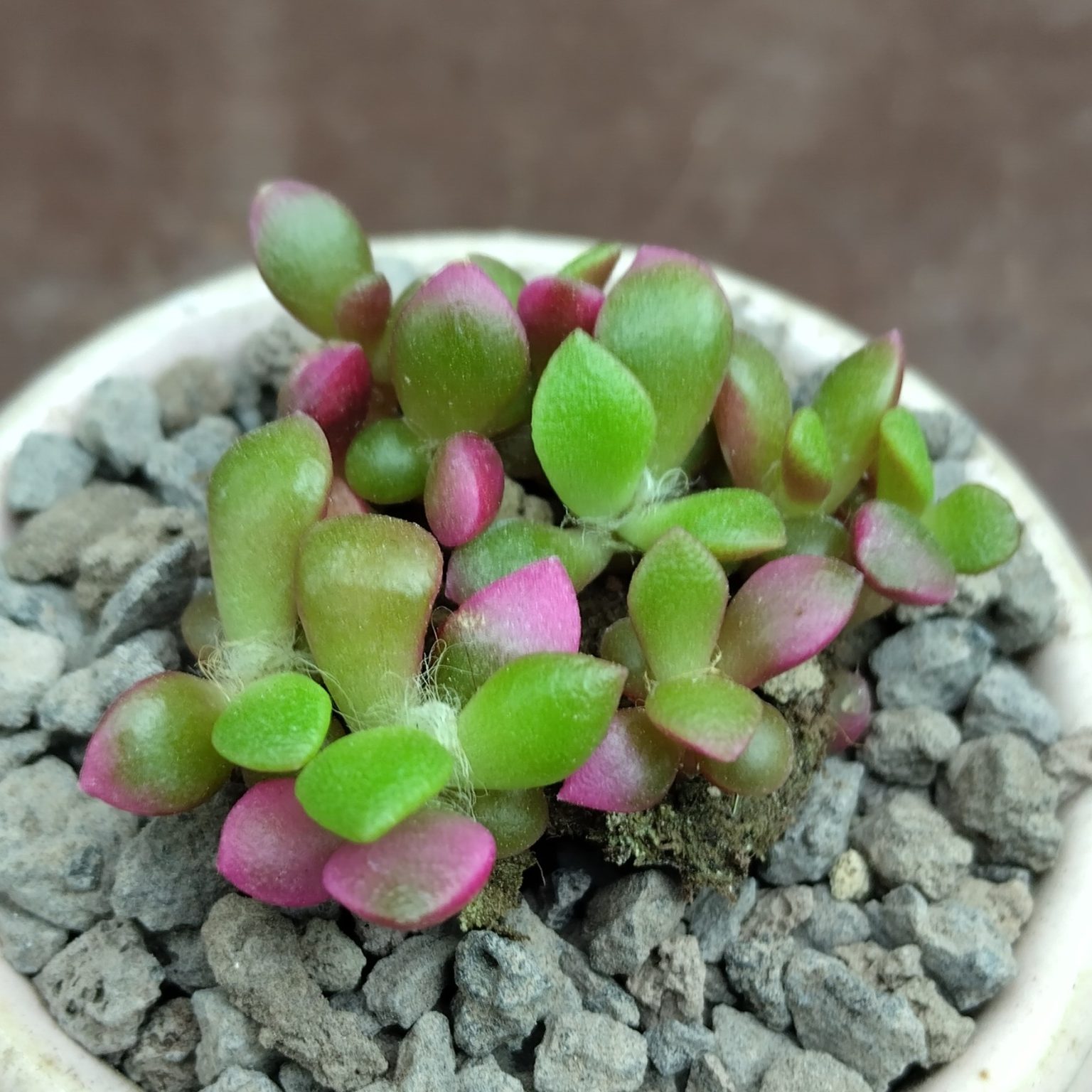 Anacampseros rufescens Sunrise - Plants - Sunnyplants.com