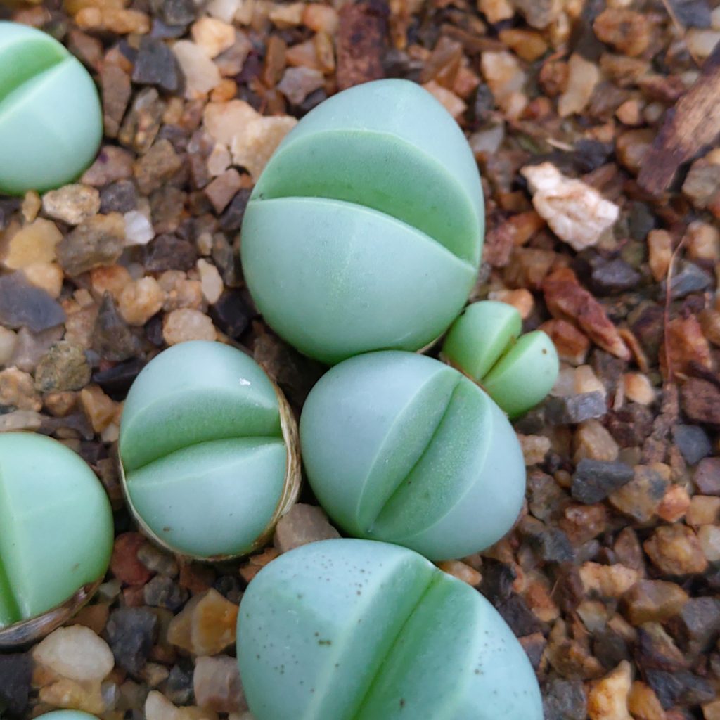 Argyroderma crateriforme - Living Stones - Plants - Sunnyplants.com