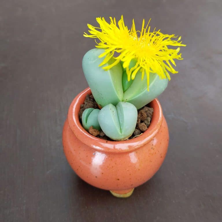 Conophytum calculus - Living Stones - Seeds - Sunnyplants.com