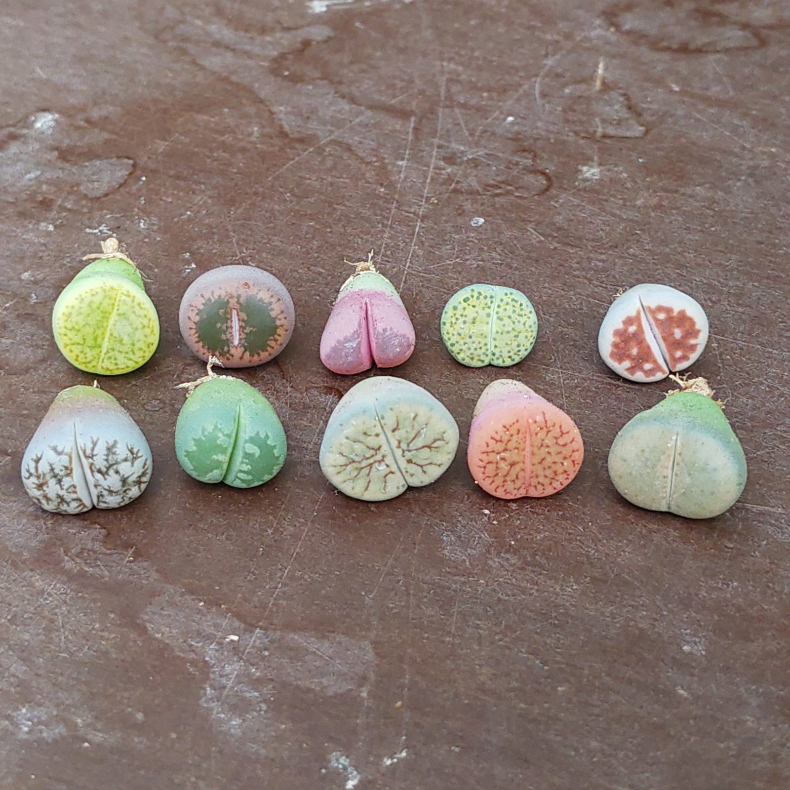 Baby Lithops Plants - Living Stones - Plants - Sunnyplants.com