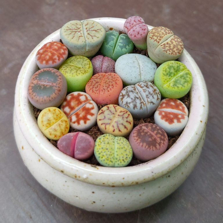 Lithops Collection - Living Stones - Sunnyplants.com