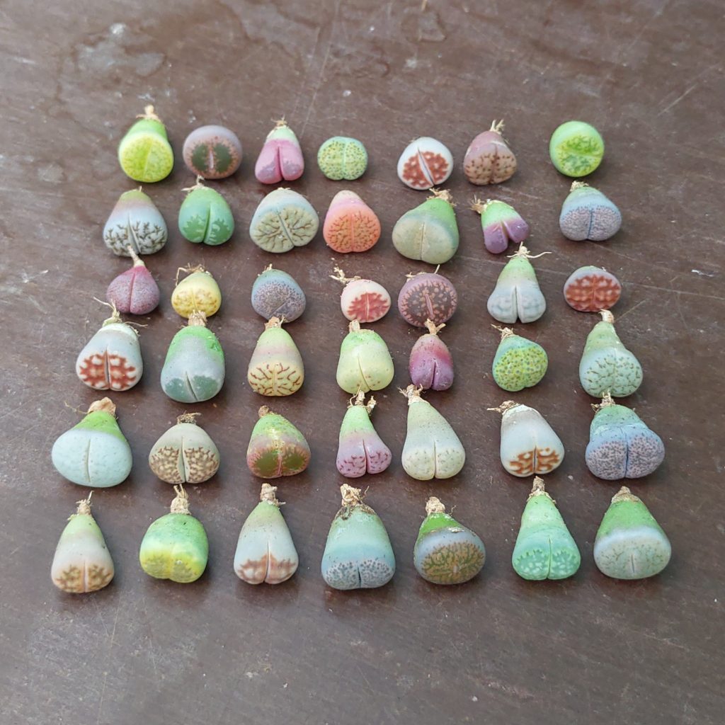 Lithops Collection - Living Stones - Sunnyplants.com