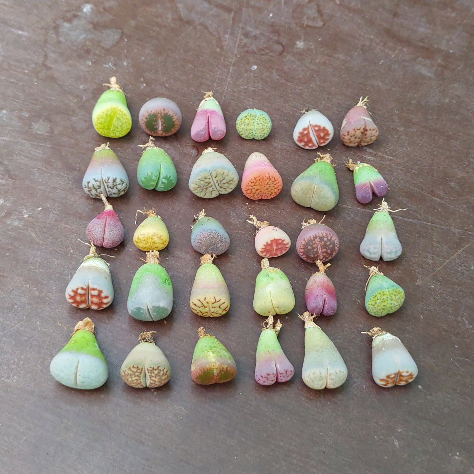 Baby Lithops Plants - Living Stones - Plants - Sunnyplants.com