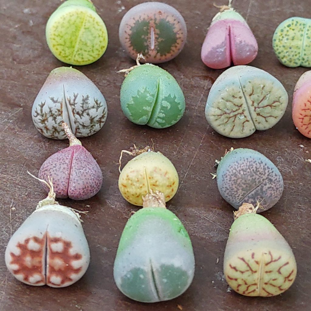 Baby Lithops Plants - Living Stones - Plants - Sunnyplants.com