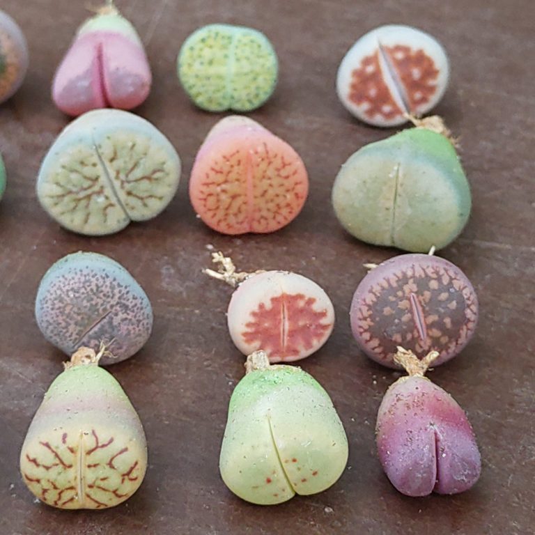 Lithops Collection - Living Stones - Sunnyplants.com