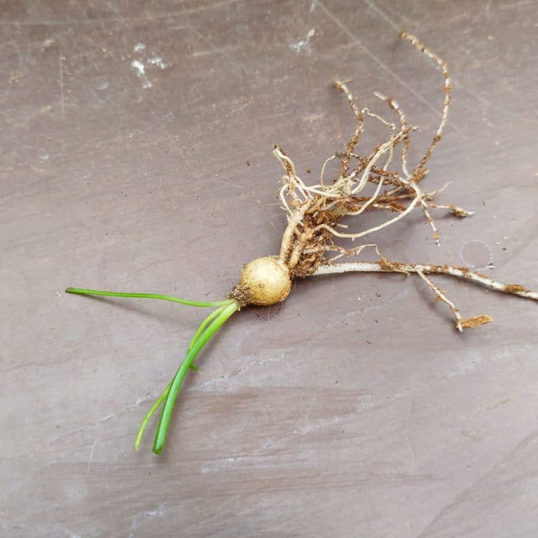 Bowiea volubilis - Bulbs - Sunnyplants.com