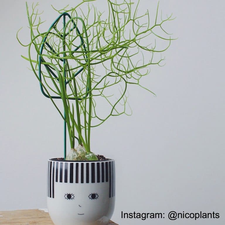 Conophytum calculus - Living Stones - Plants - Sunnyplants.com