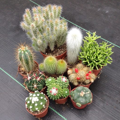 Cactus Seed Mix - Sunnyplants.com